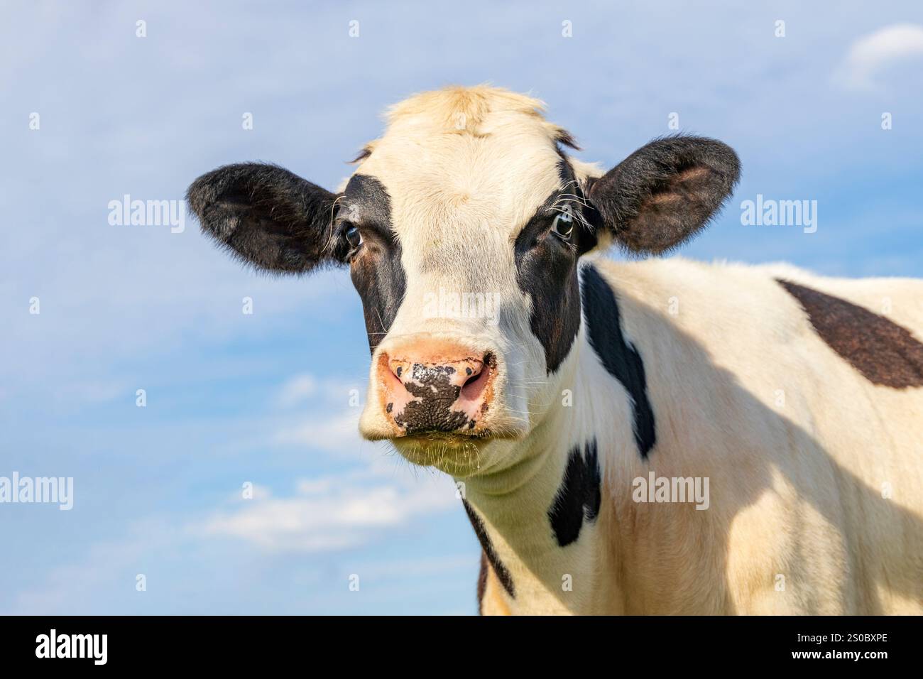 Cute cow, black and white friendly sassy looking, pink nose, in front ...
