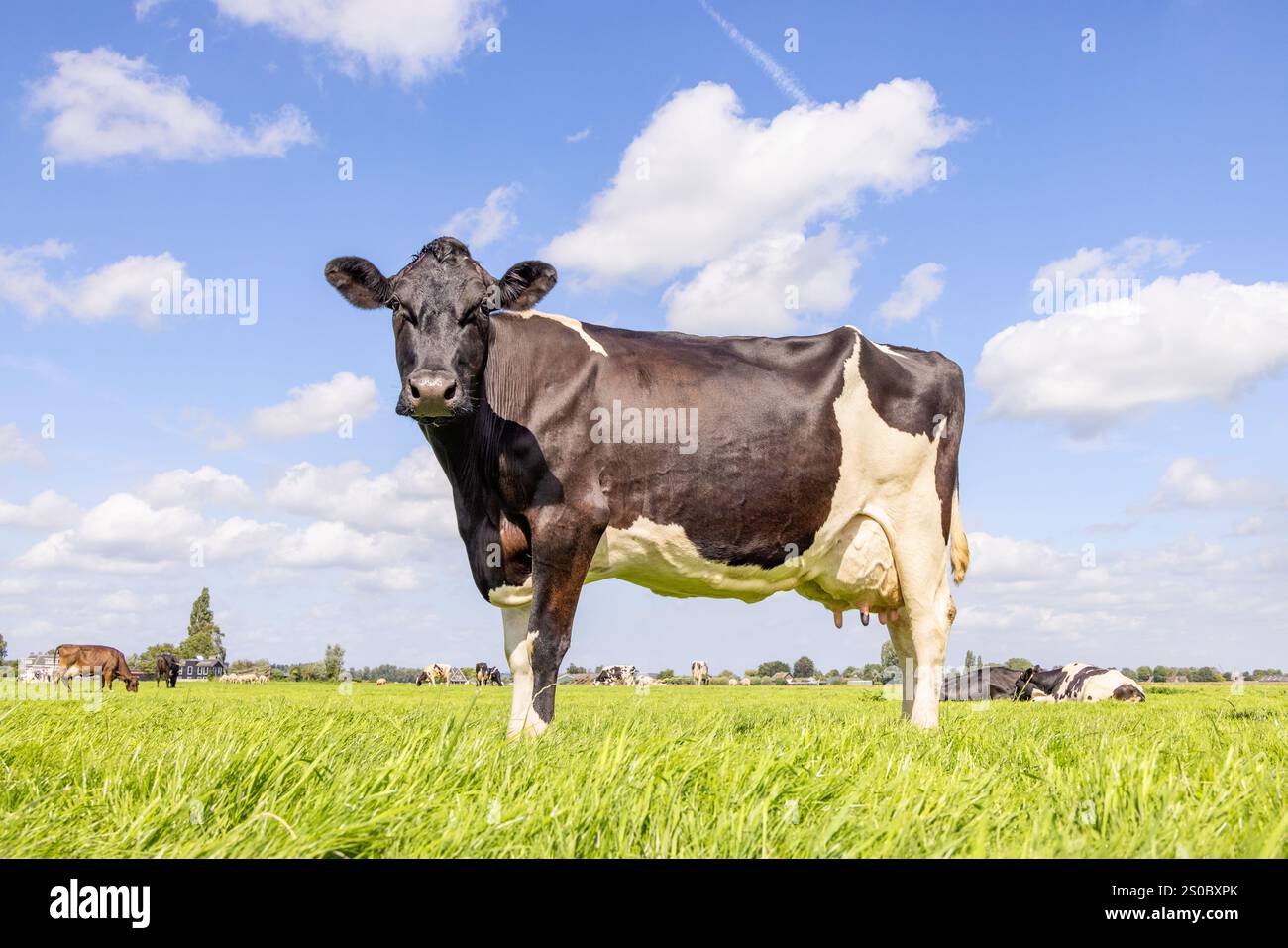 Pretty cow full length side view in a field black and white, standing ...