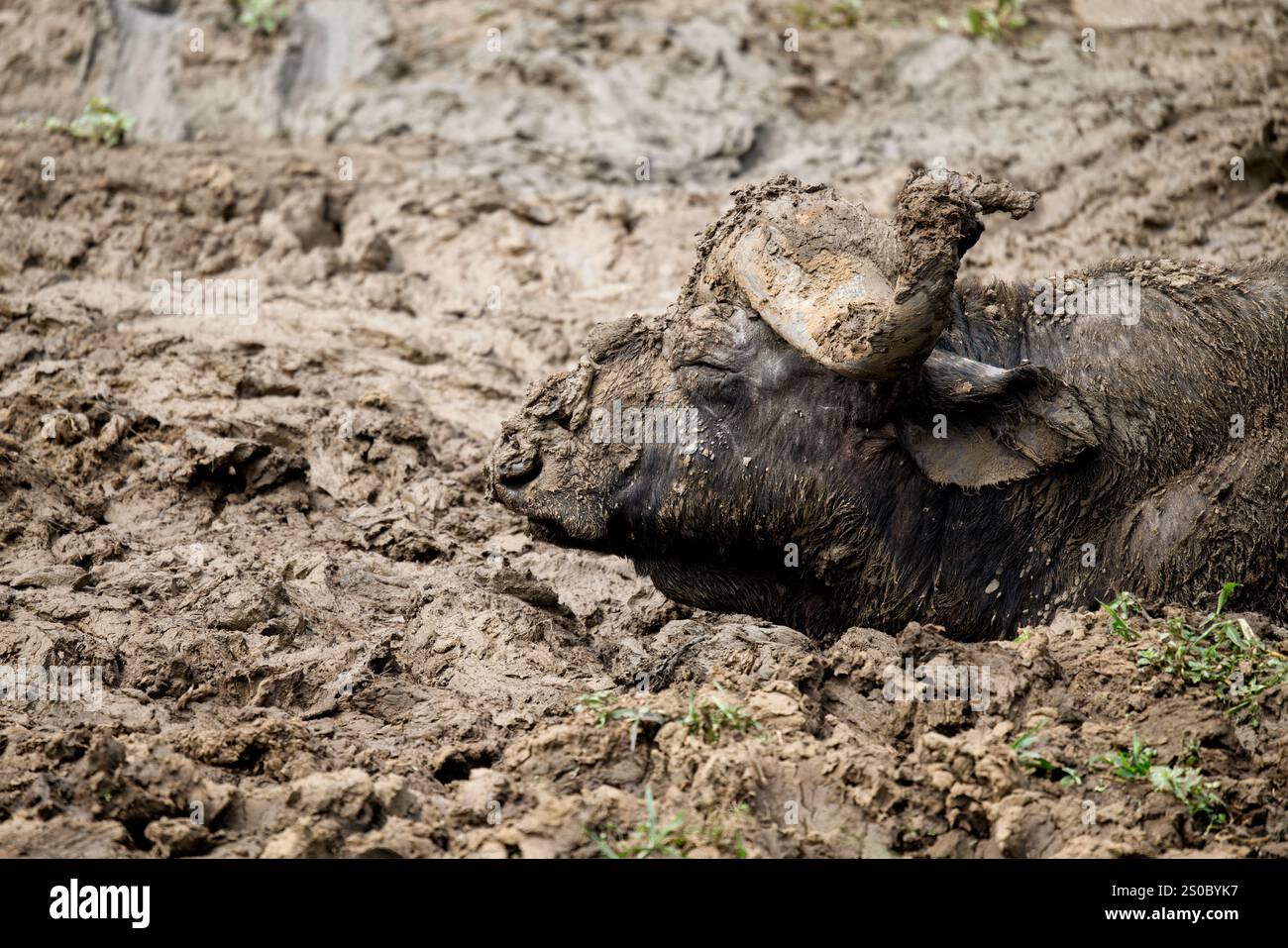 Buffalo mud thick hi-res stock photography and images - Alamy