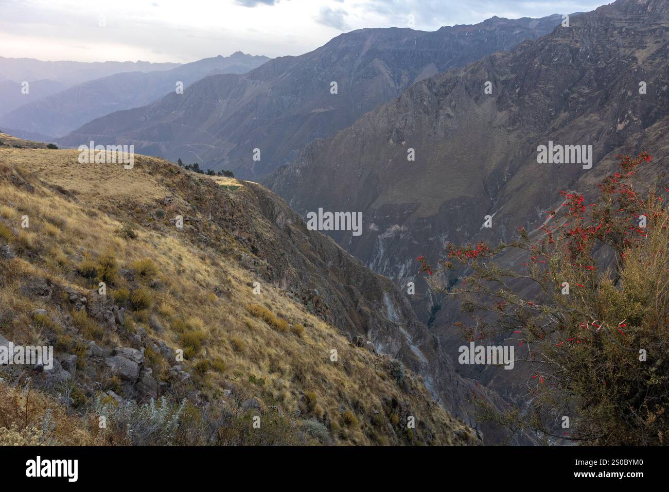 A view over the Colca Canyon in Peru Stock Photo - Alamy