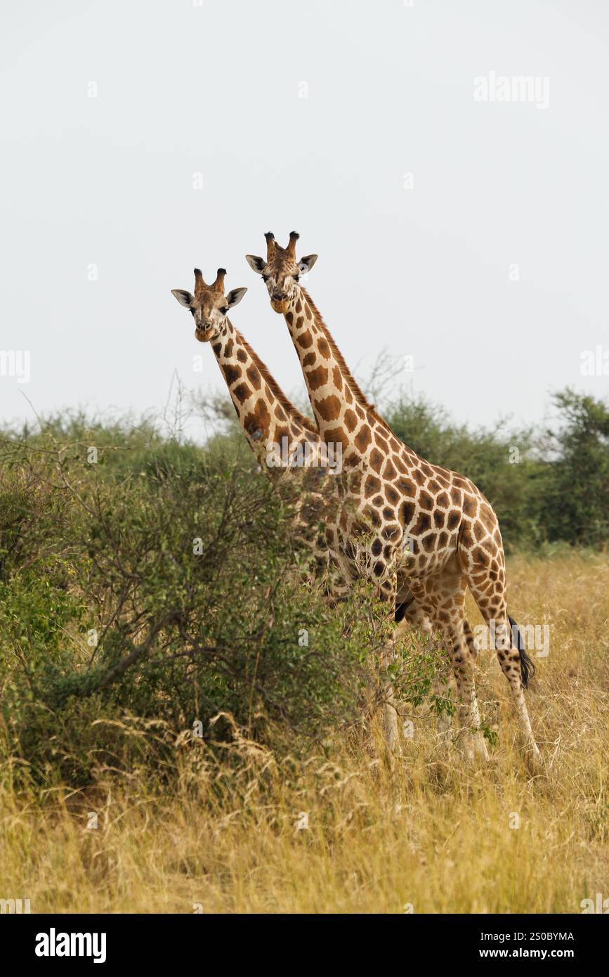 Seeing double - two giraffes in the bushes Stock Photo - Alamy