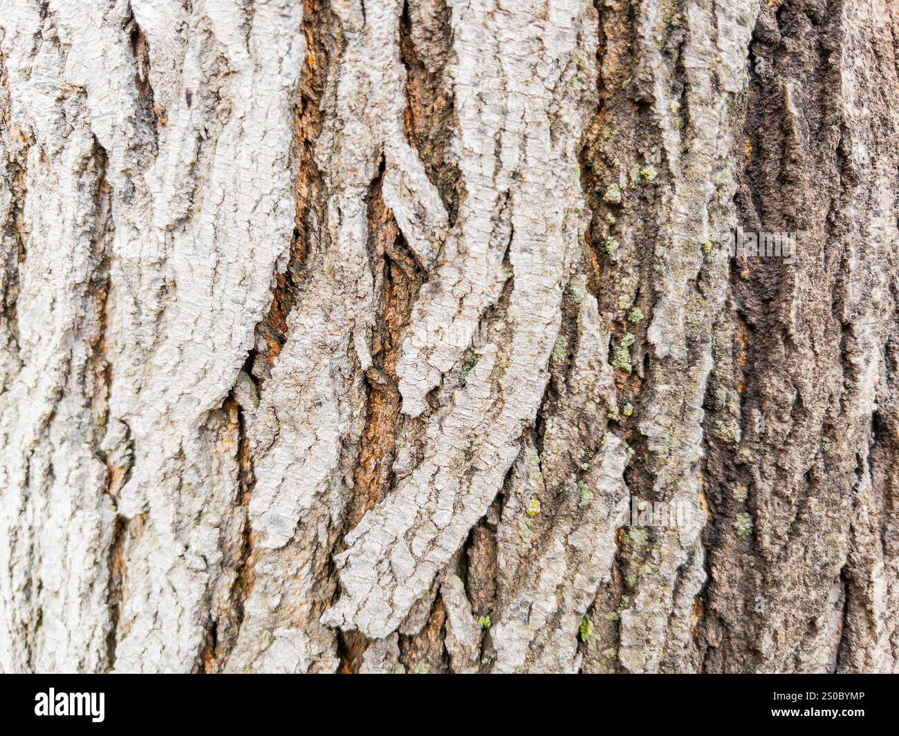 Closeup full frame tree bark texture background Stock Photo - Alamy
