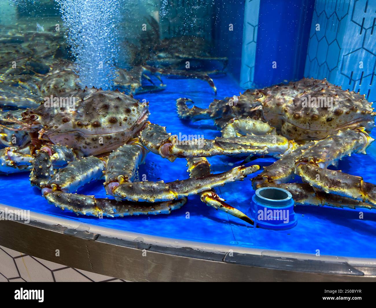 Shanghai, China, Close up, Display, Fresh Fish, Crabs in Aquarium ...