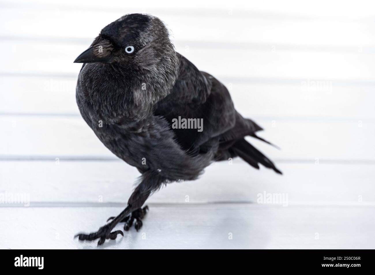 Kinna, Sweden. 03rd Aug, 2024. A view of black raven. (Photo by ...