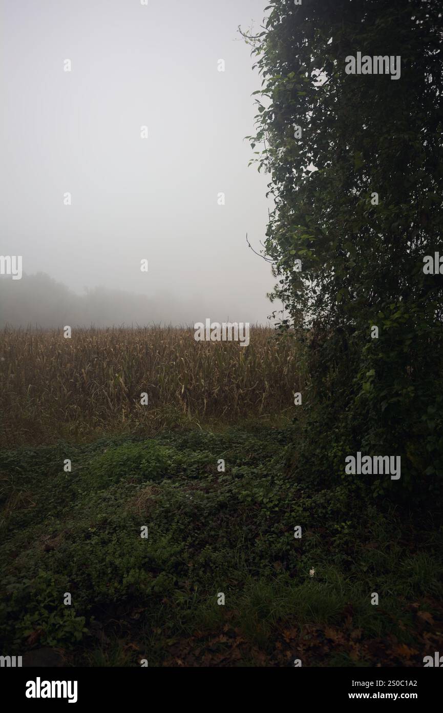 Corn field on a foggy day in the italian countryside framed by trees ...