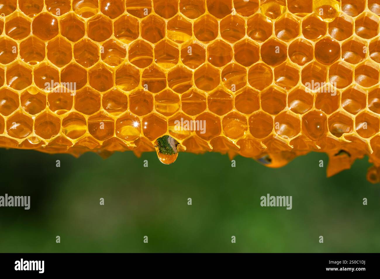 Honey dripping from honey comb on nature background, close up. Fresh ...