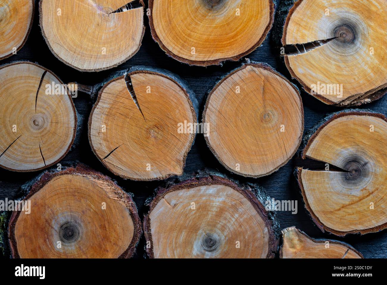 Cross-section of a apple tree trunks, close up, top view Stock Photo ...