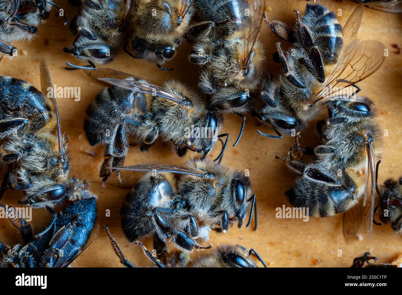 Many dead bees in the hive, close up. Colony collapse disorder ...