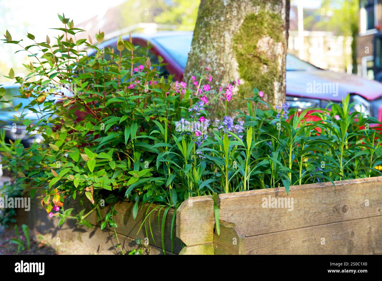 Tree pit garden for urban greening and climate adaptation. Small garden ...