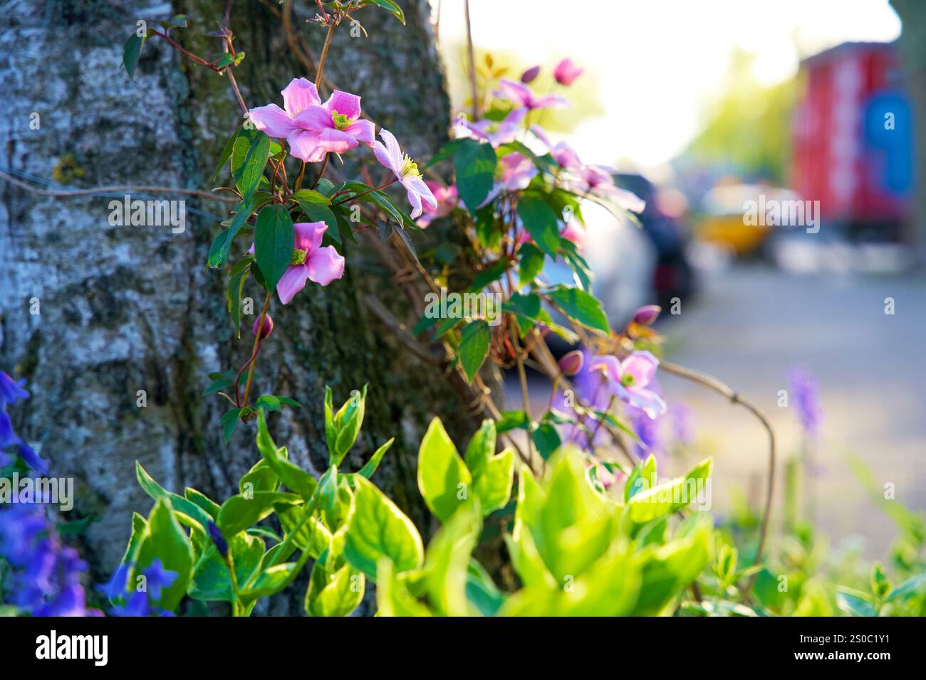 Tree pit garden for urban greening and climate adaptation. Small garden ...