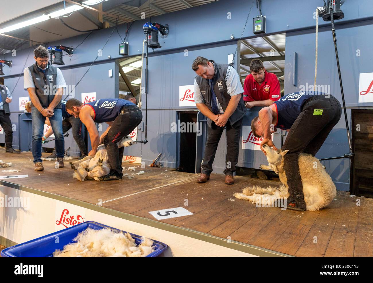 Sheepshearing championships at royal welsh show hi-res stock ...