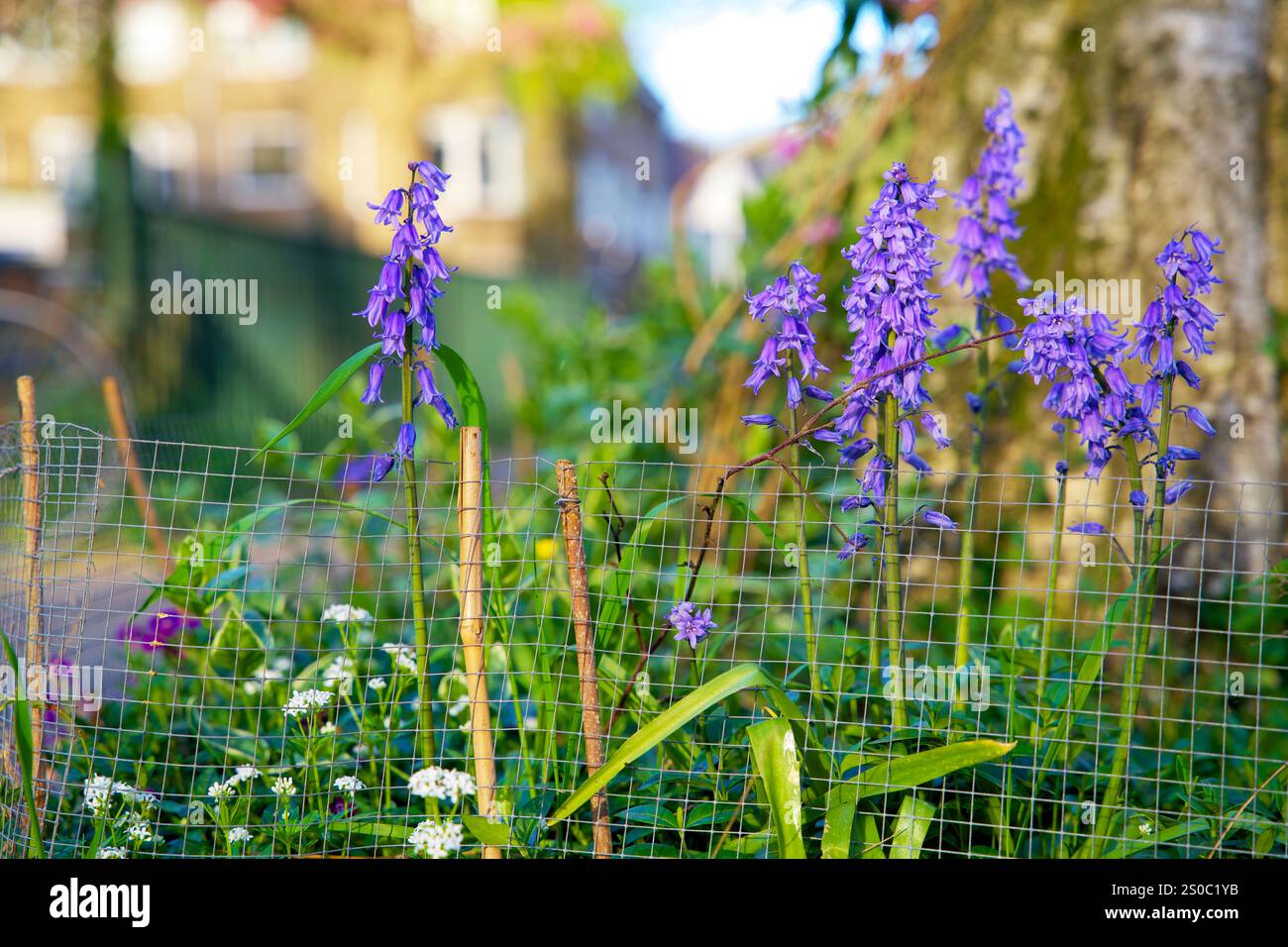Tree pit garden for urban greening and climate adaptation. Small garden ...