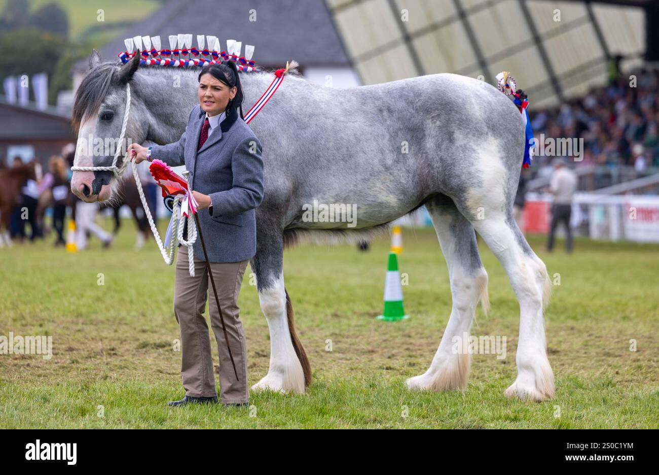 Cob Day at the Royal Welsh Show where at least 50 Cobs, or Horses, are ...