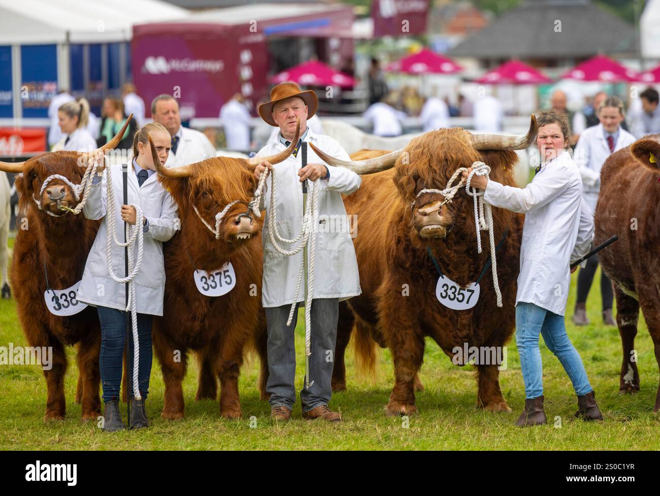 Prize Bulls on show at the Royal Welsh Show at Builth Wells Stock Photo ...