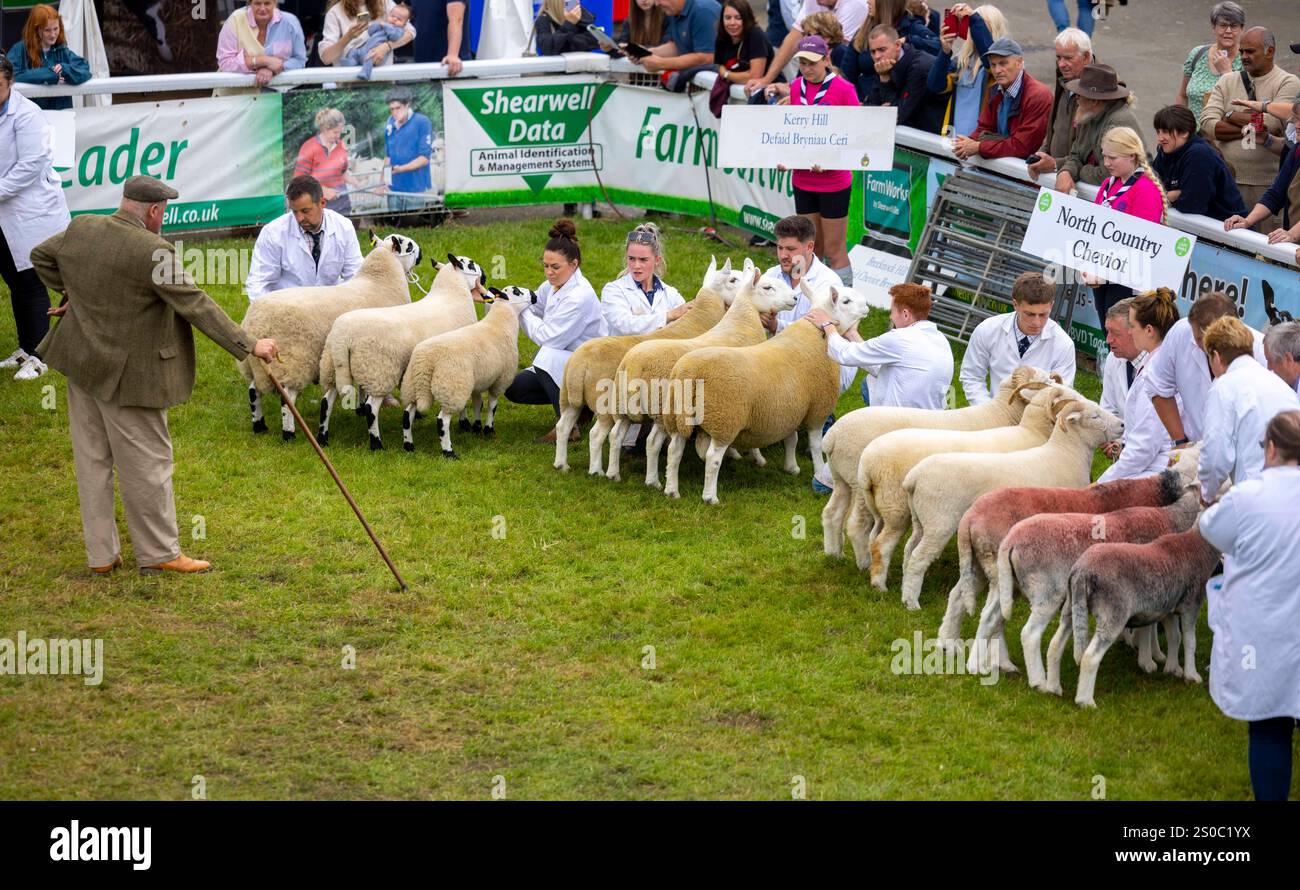 Lots of varieties of sheep on display at the Royal Welsh Show. Judging ...