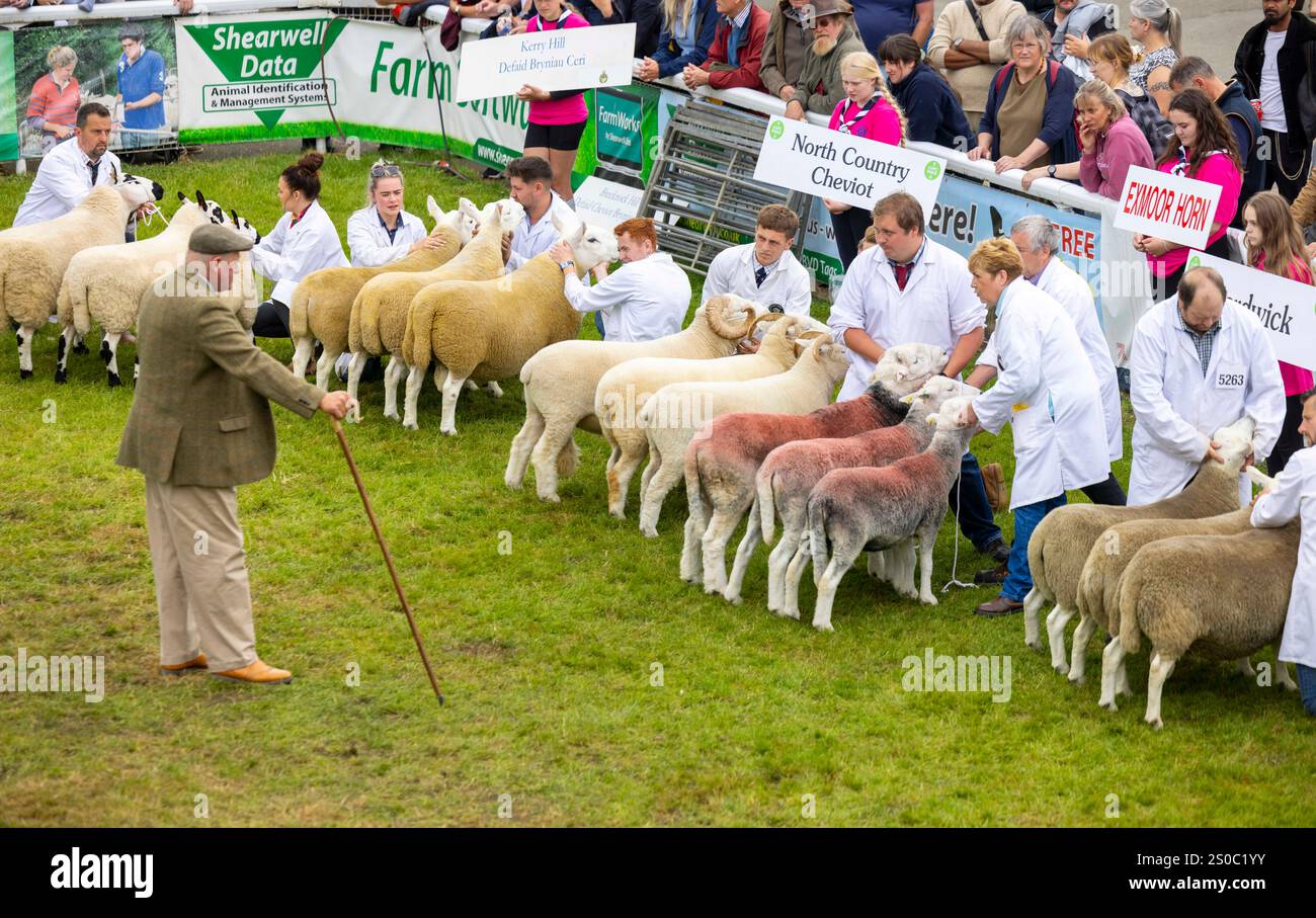 Lots of varieties of sheep on display at the Royal Welsh Show. Judging ...