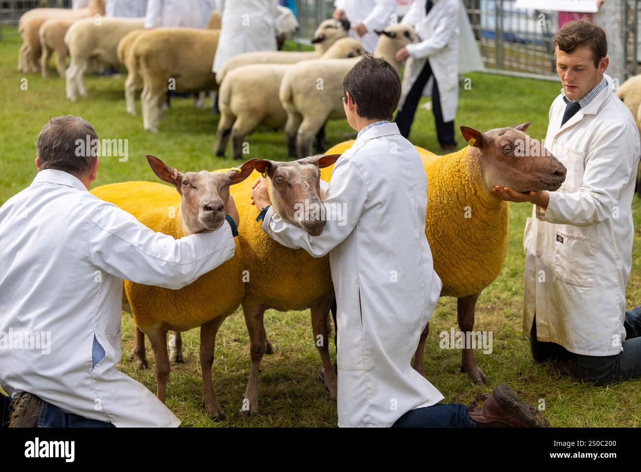 Lots of varieties of sheep on display at the Royal Welsh Show. Judging ...
