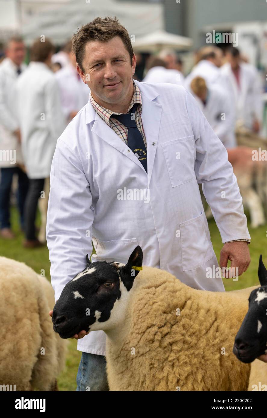 Lots of varieties of sheep on display at the Royal Welsh Show. Judging ...
