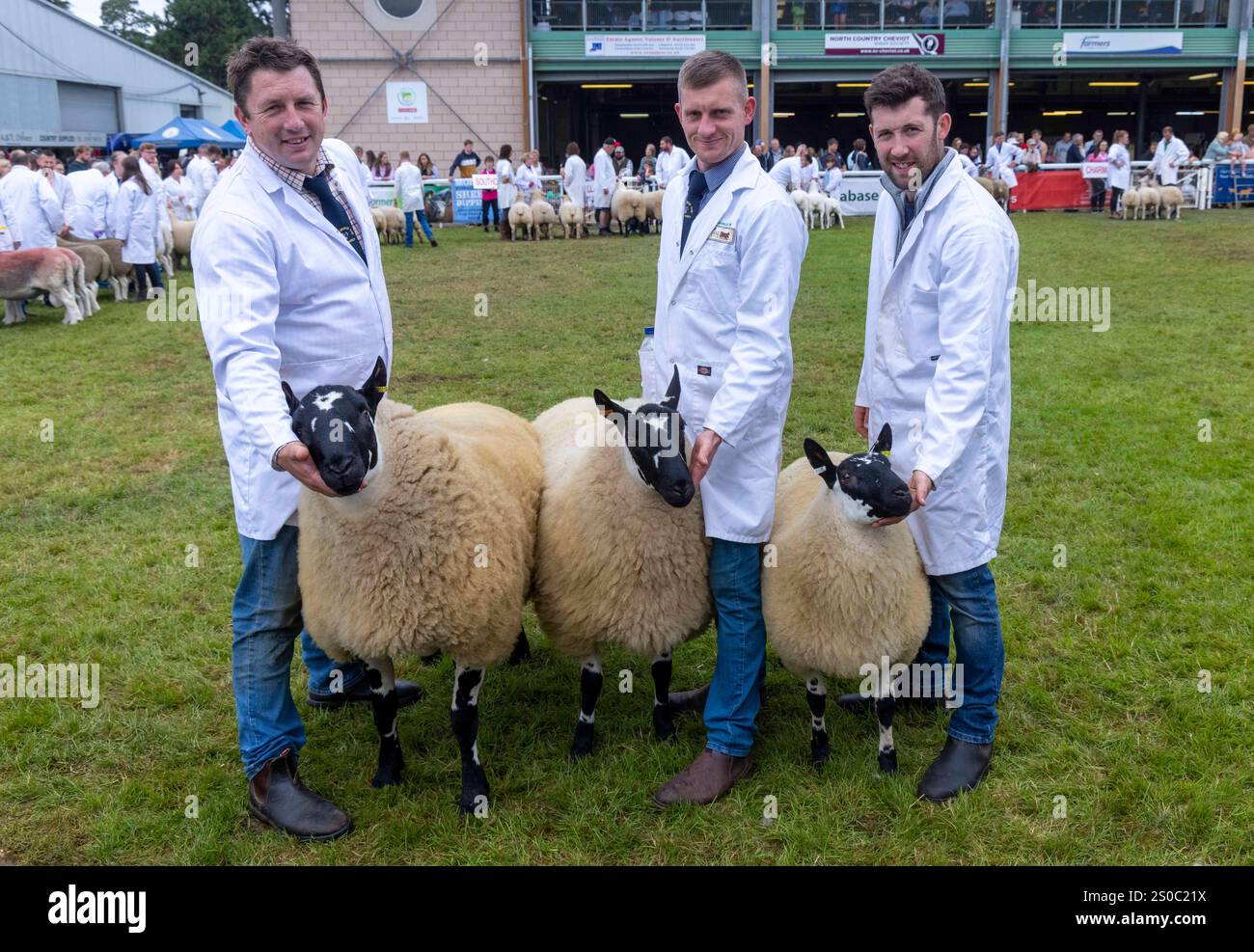 Lots of varieties of sheep on display at the Royal Welsh Show. Judging ...