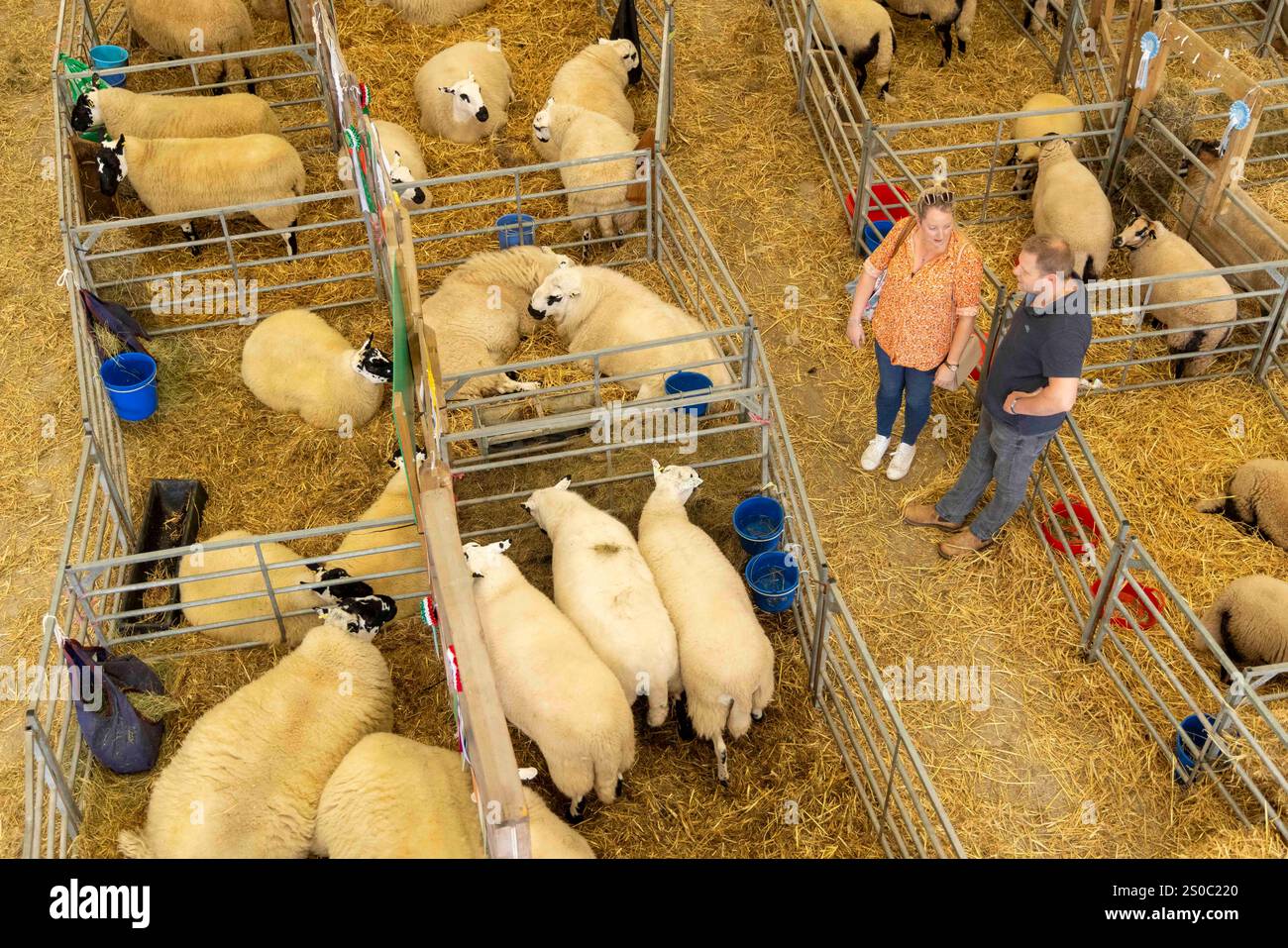 Lots of varieties of sheep on display at the Royal Welsh Show. Judging ...