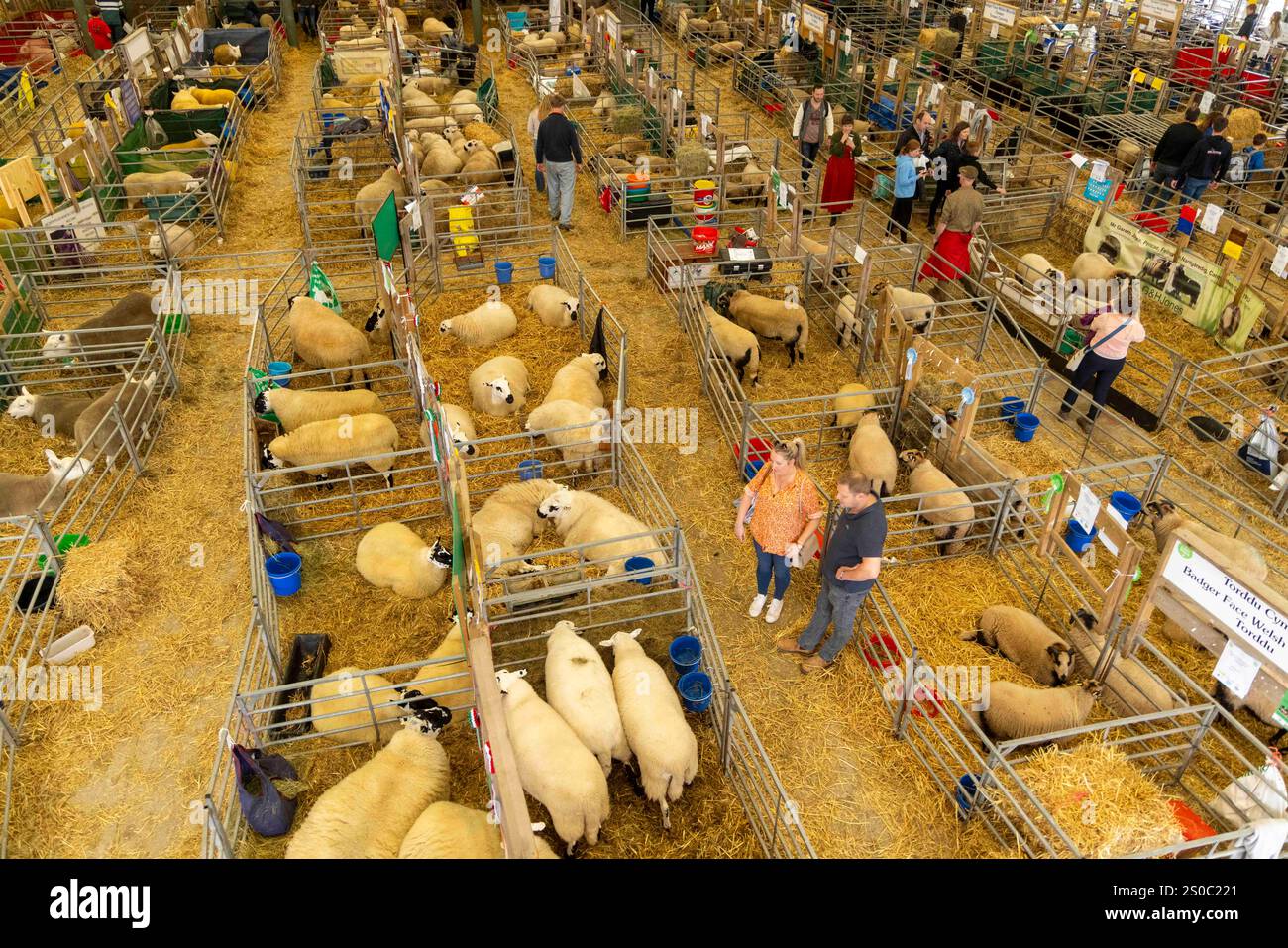 Lots of varieties of sheep on display at the Royal Welsh Show. Judging ...