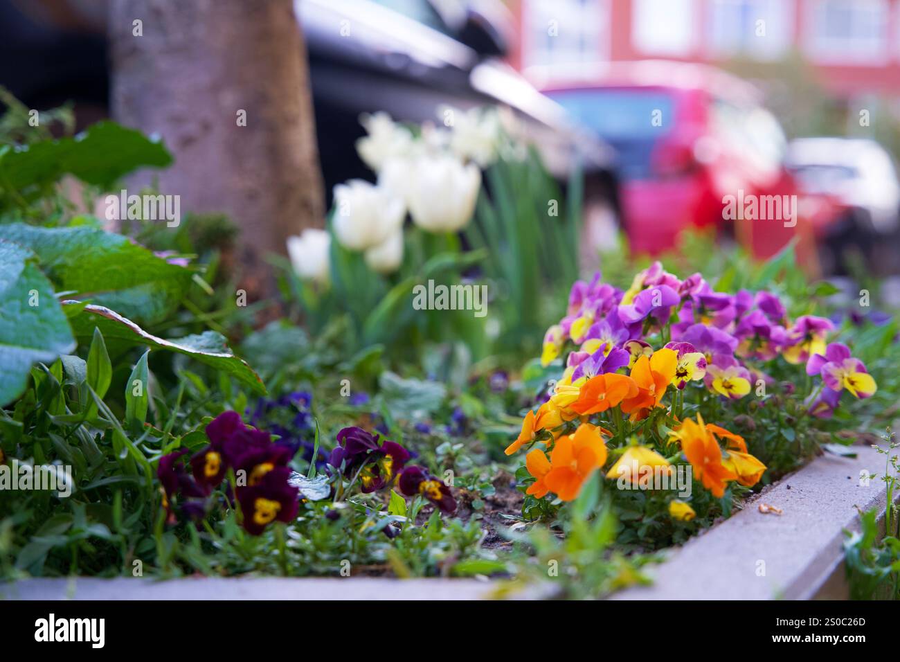 Tree pit garden for urban greening and climate adaptation. Small garden ...