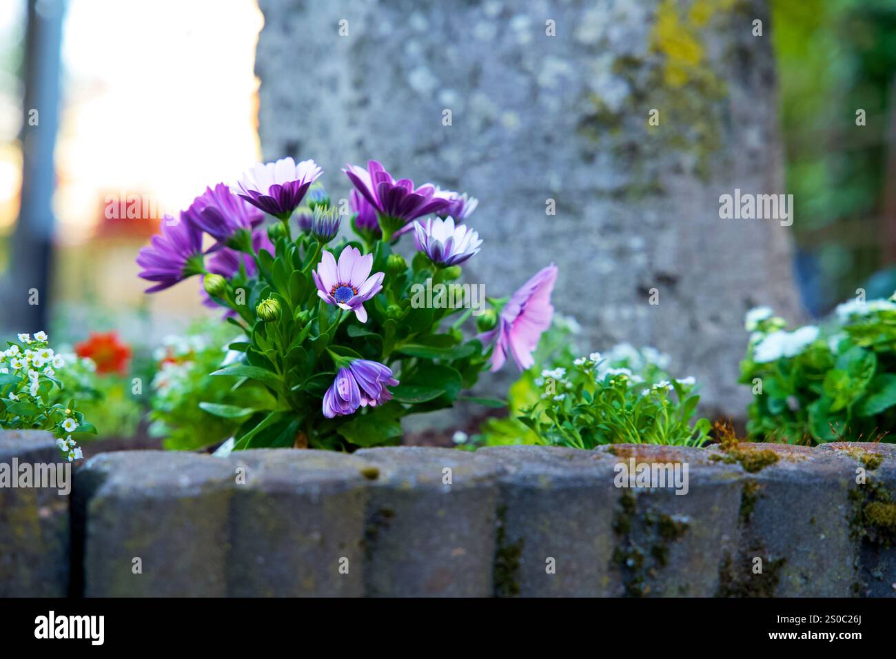 Tree pit garden for urban greening and climate adaptation. Small garden ...