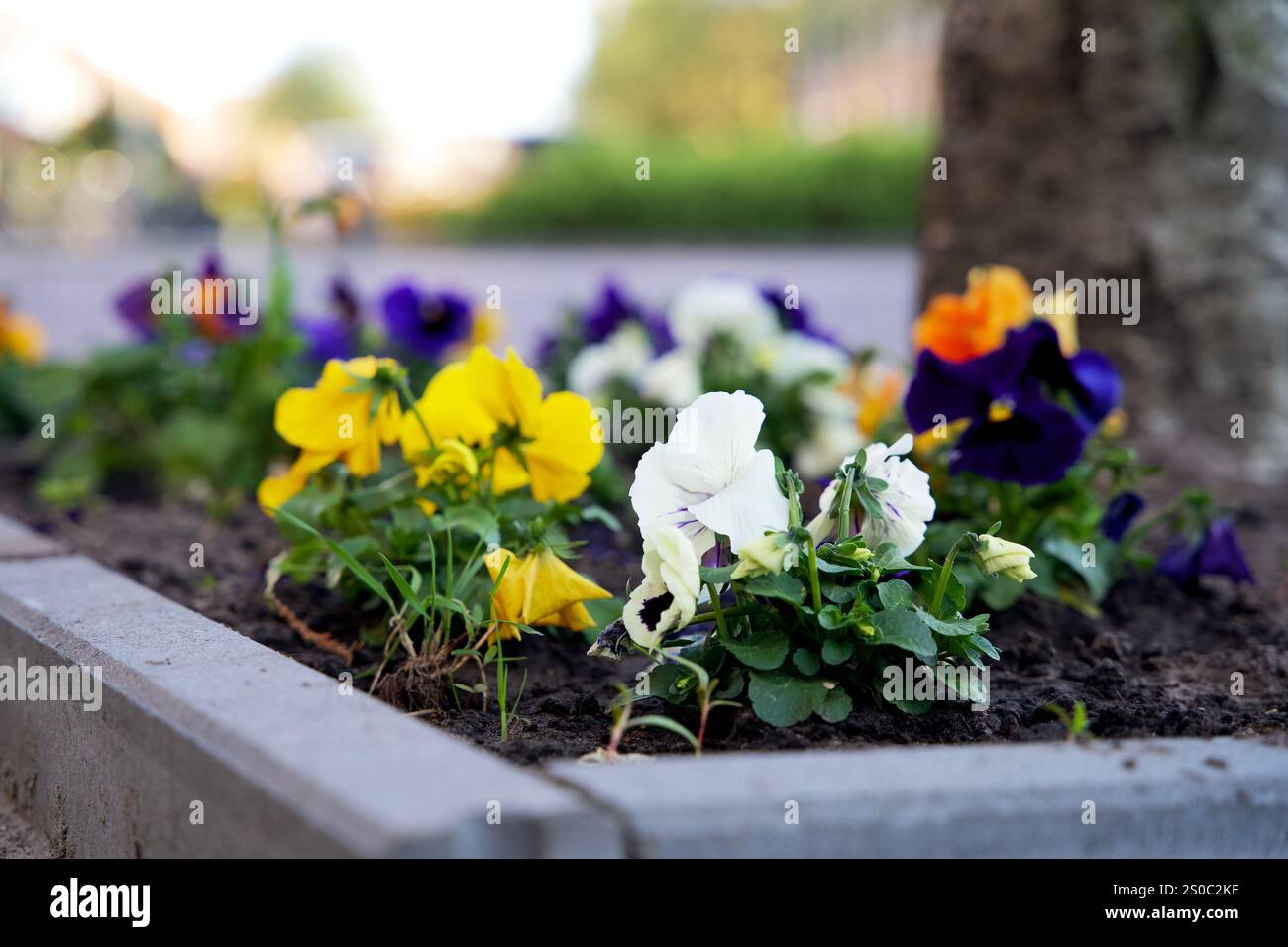 Tree pit garden for urban greening and climate adaptation. Small garden ...