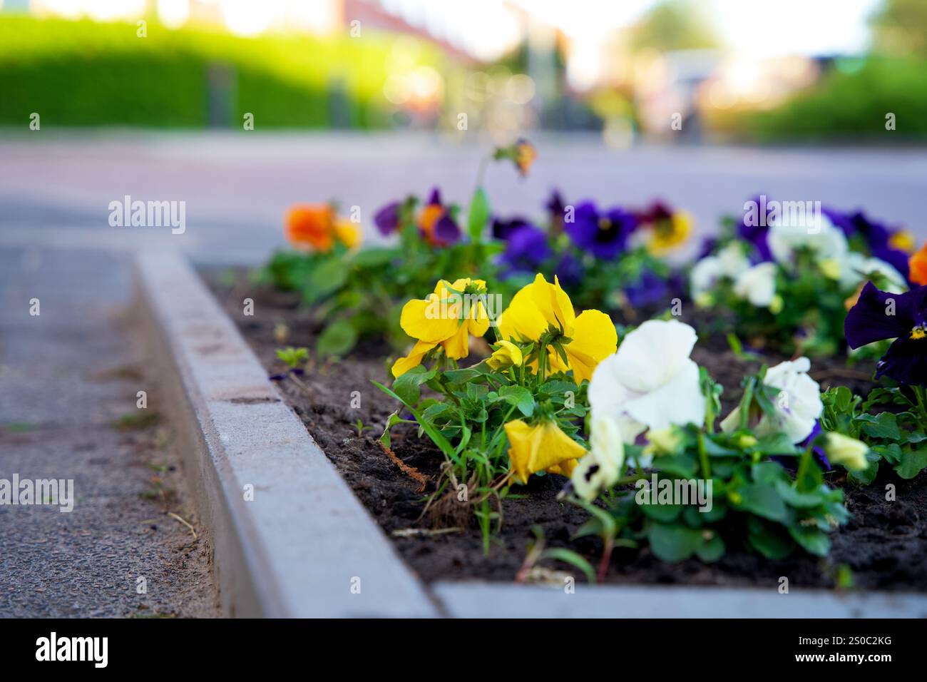 Tree pit garden for urban greening and climate adaptation. Small garden ...