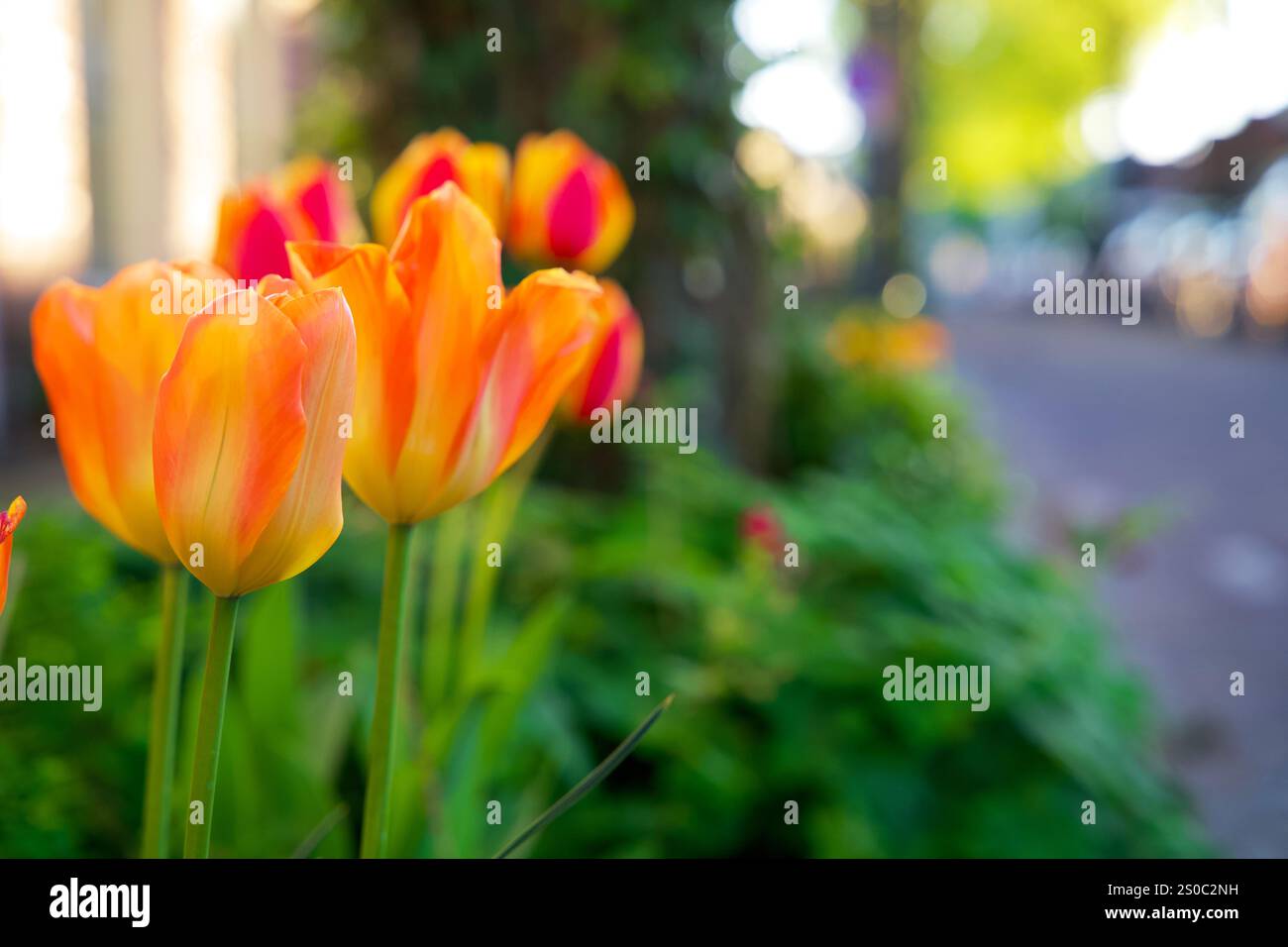 Tree pit garden for urban greening and climate adaptation. Small garden ...