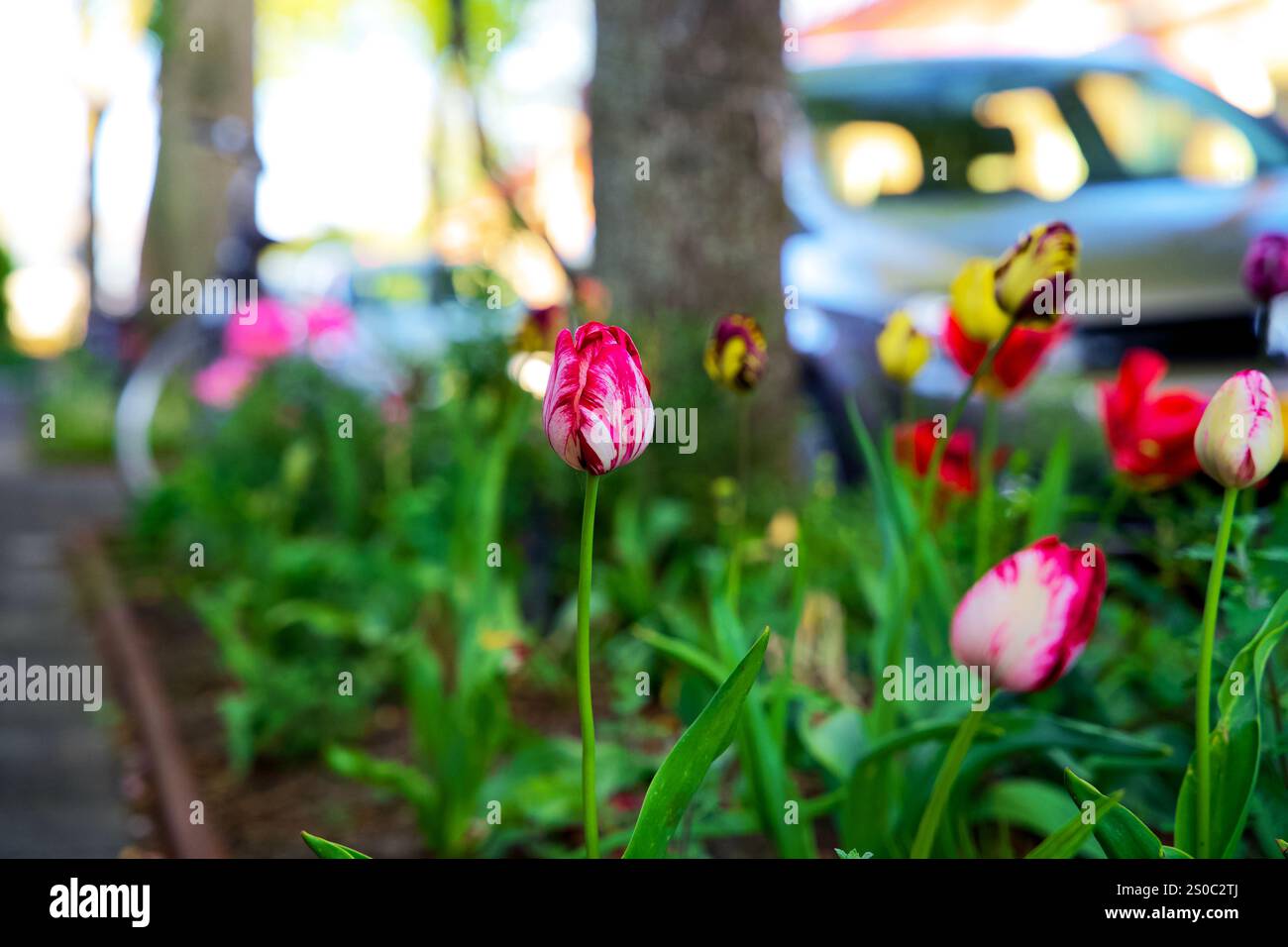 Tree pit garden for urban greening and climate adaptation. Small garden ...