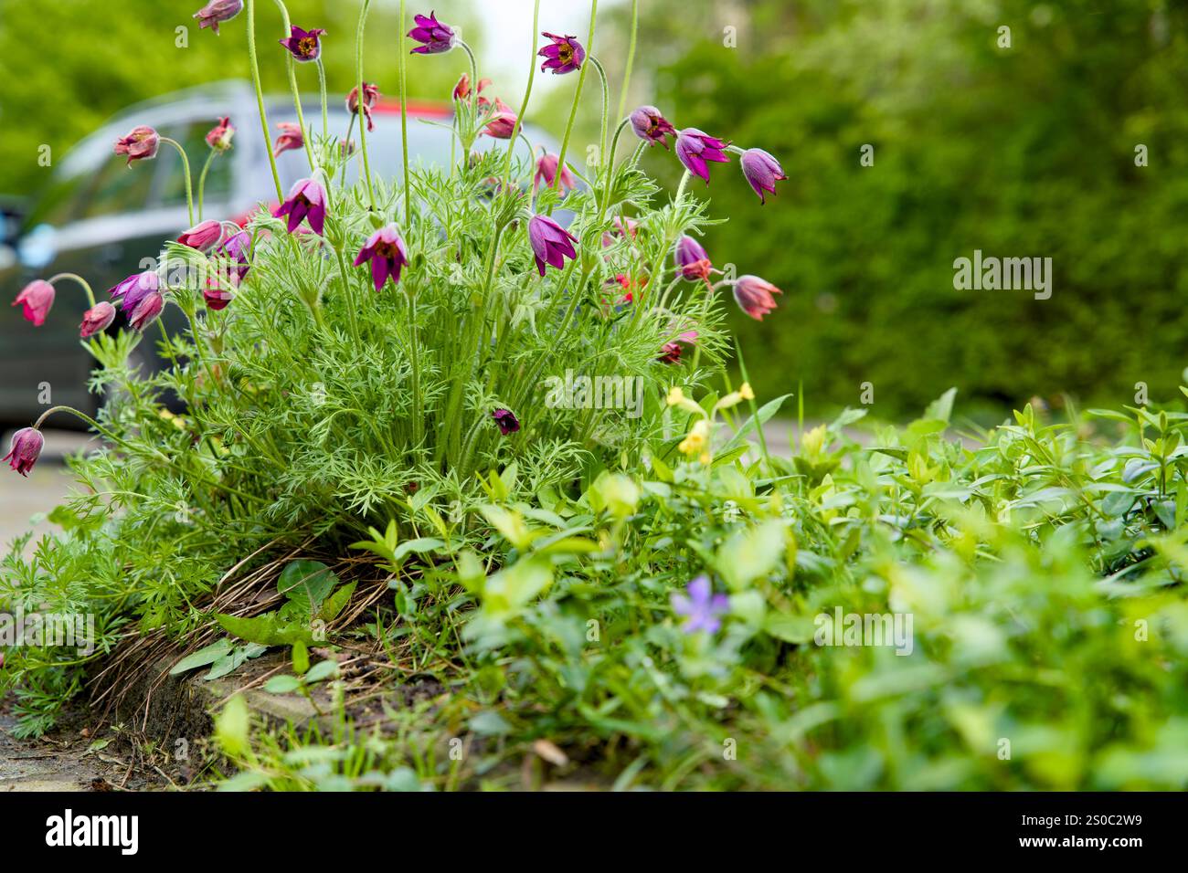 Tree pit garden for urban greening and climate adaptation. Small garden ...
