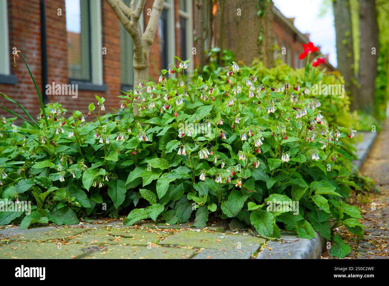 Tree pit garden for urban greening and climate adaptation. Small garden ...