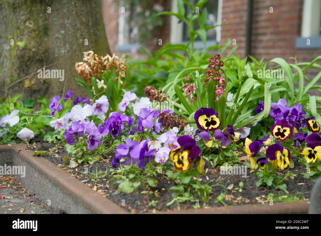 Tree pit garden for urban greening and climate adaptation. Small garden ...