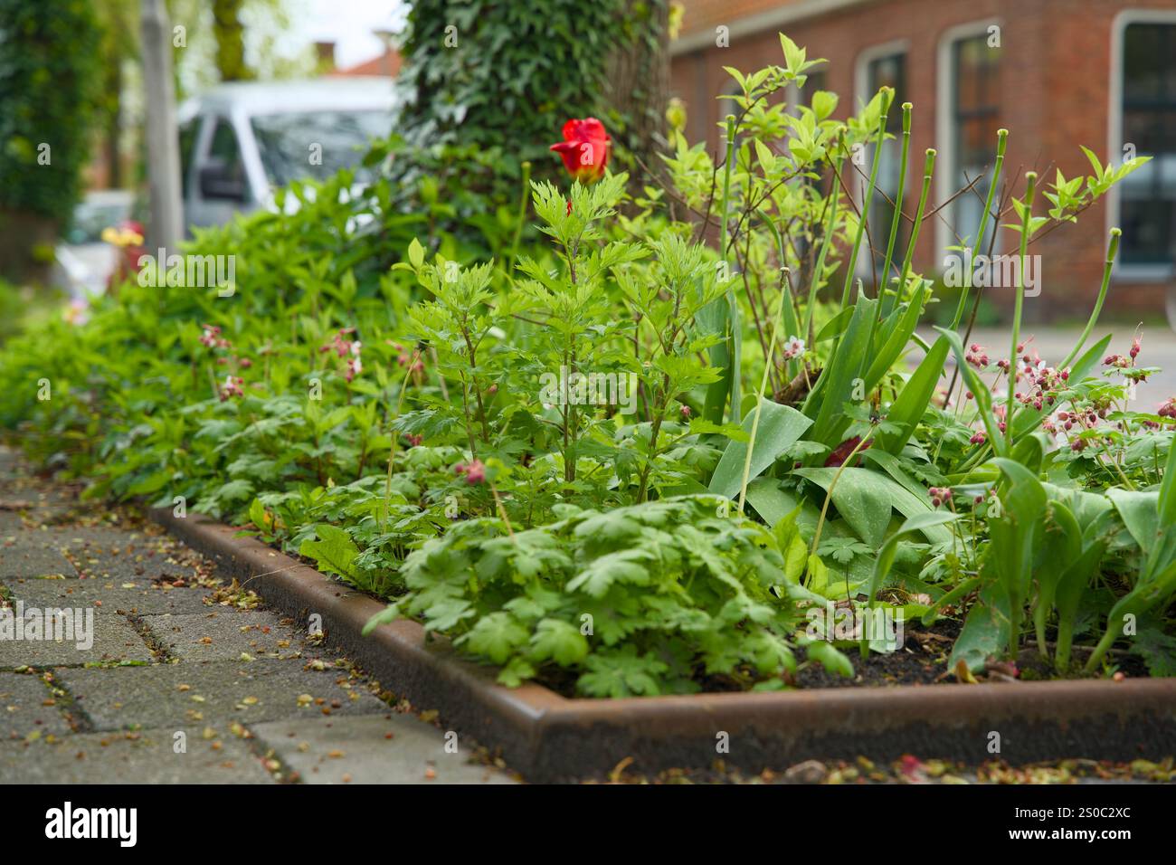 Tree pit garden for urban greening and climate adaptation. Small garden ...