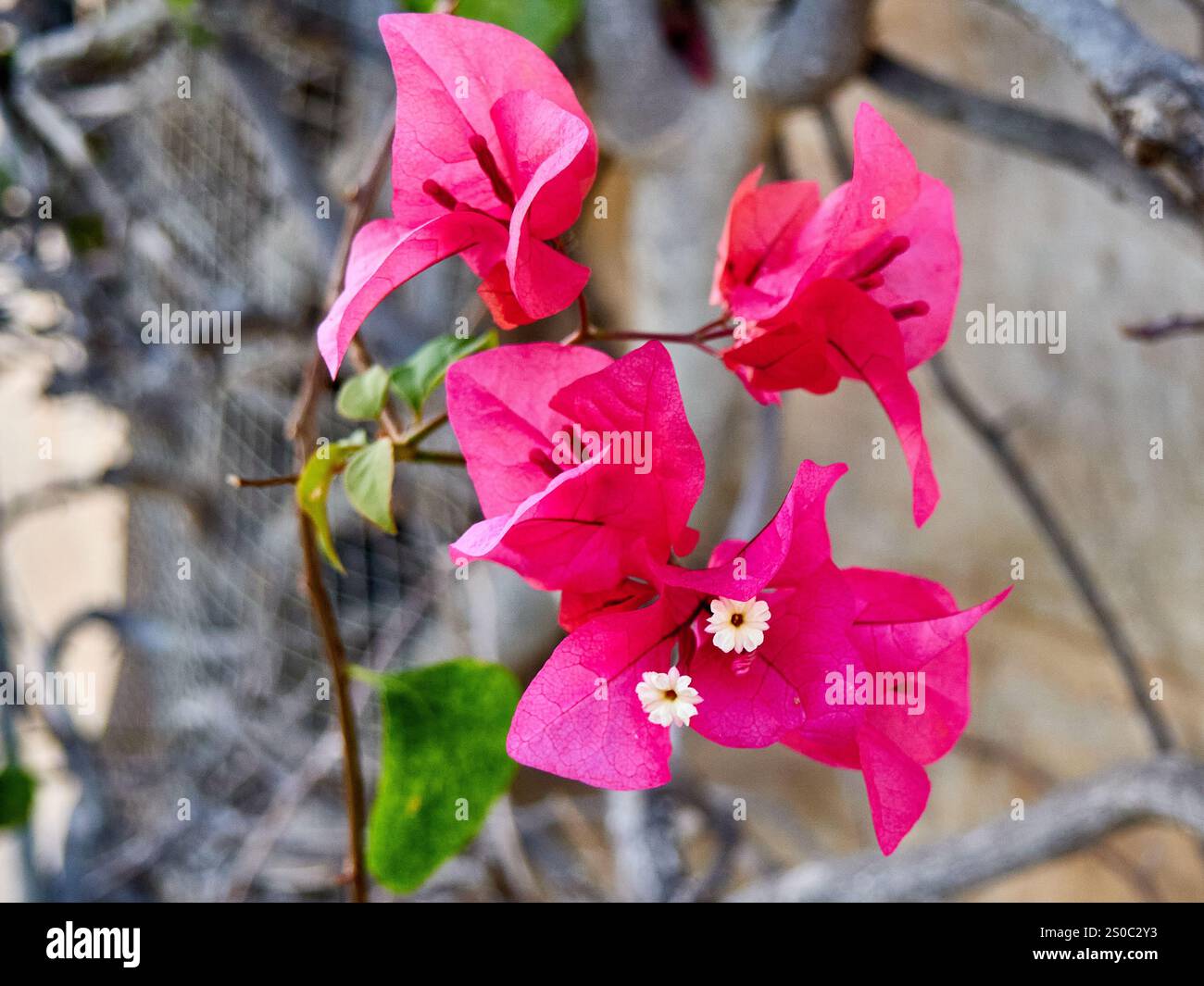 Bougainvillea glabra are so beautiful hi-res stock photography and ...