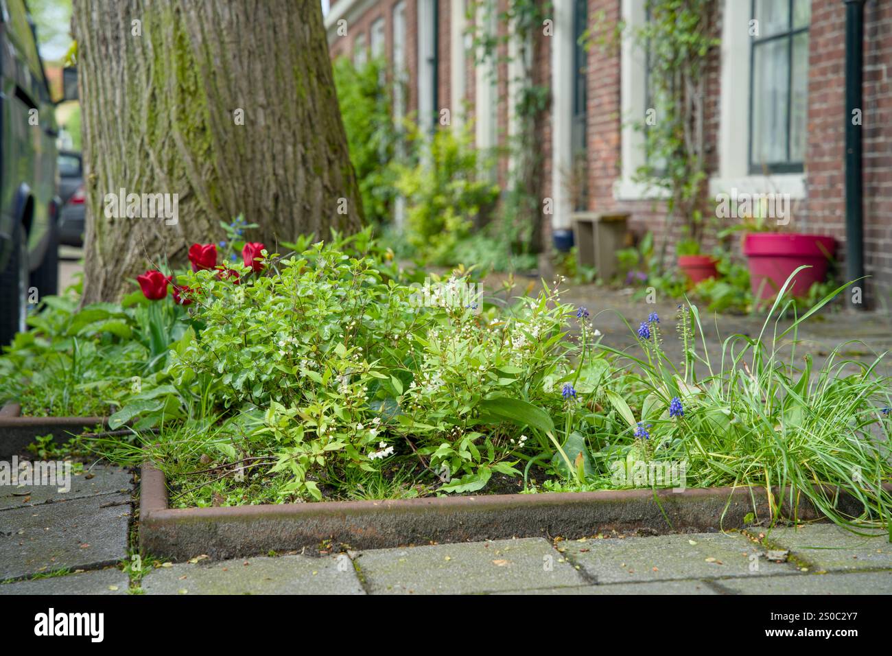 Tree pit garden for urban greening and climate adaptation. Small garden ...