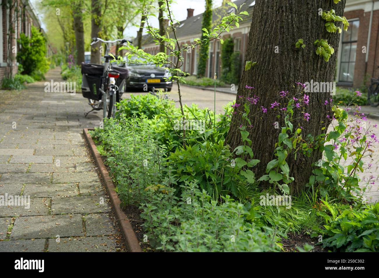 Tree pit garden for urban greening and climate adaptation. Small garden ...