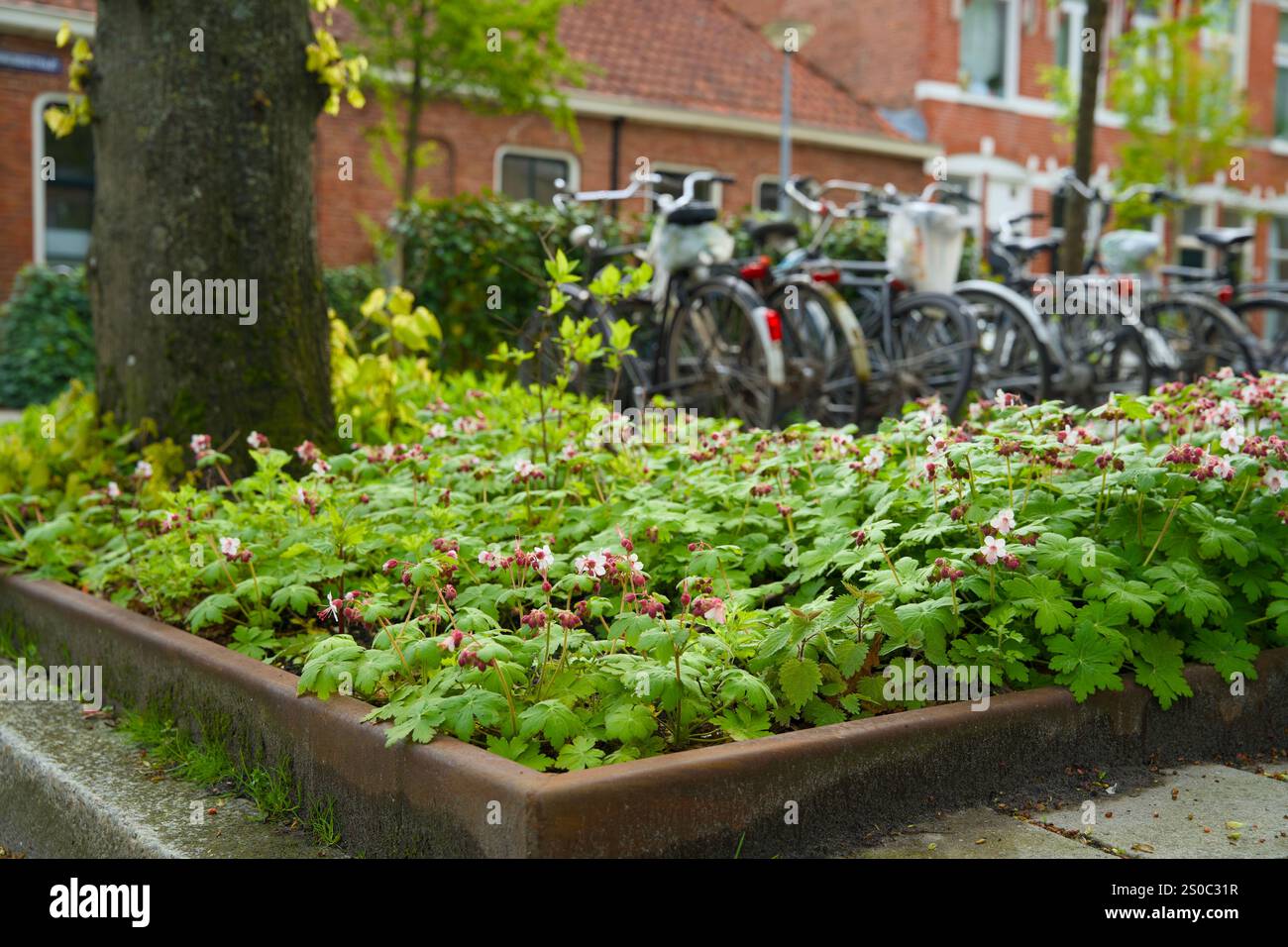 Tree pit garden for urban greening and climate adaptation. Small garden ...
