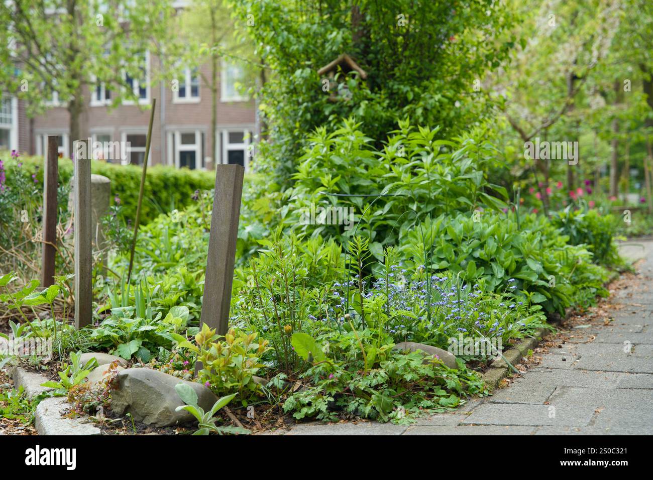 Tree pit garden for urban greening and climate adaptation. Small garden ...