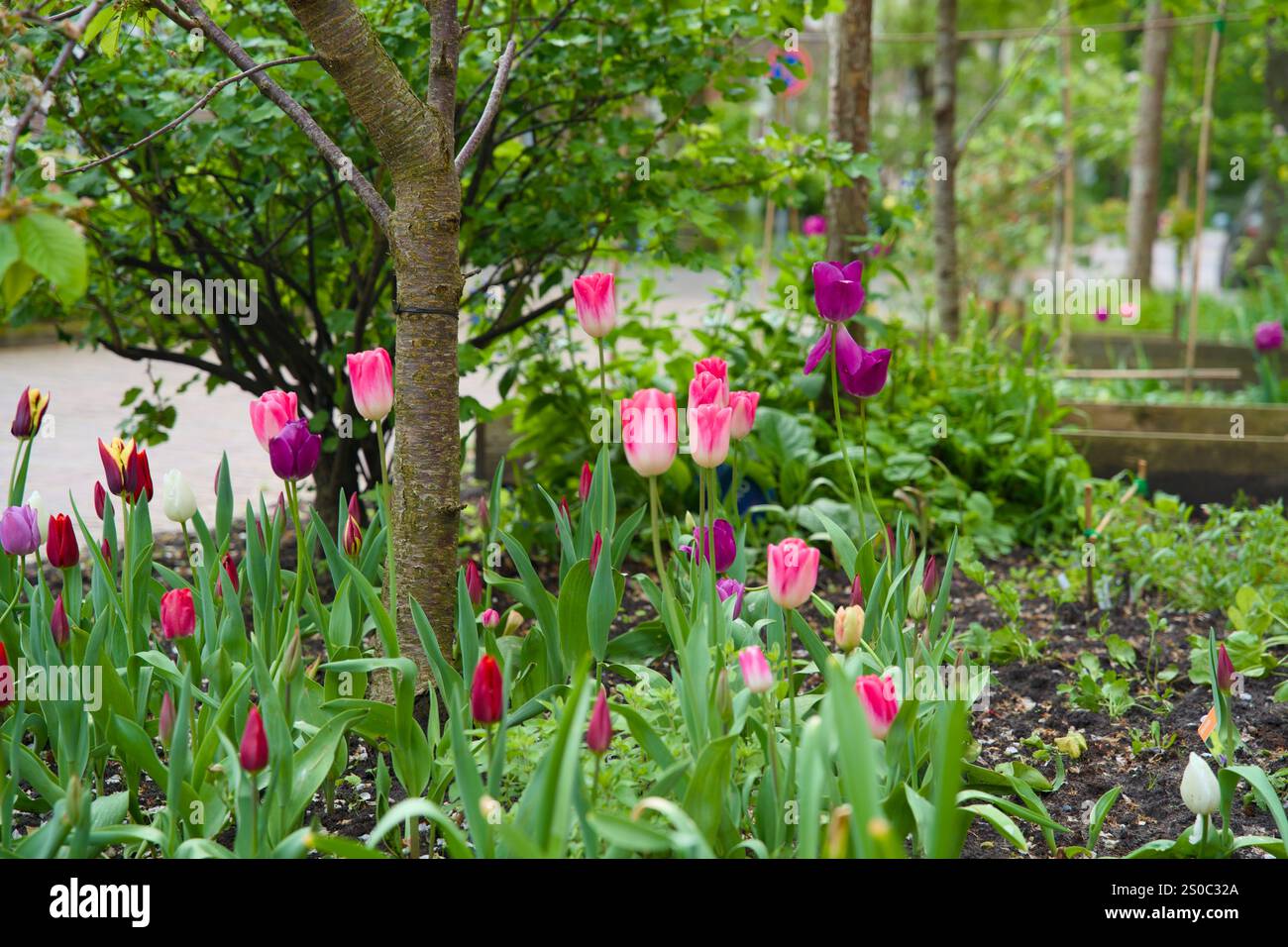 Tree pit garden for urban greening and climate adaptation. Small garden ...