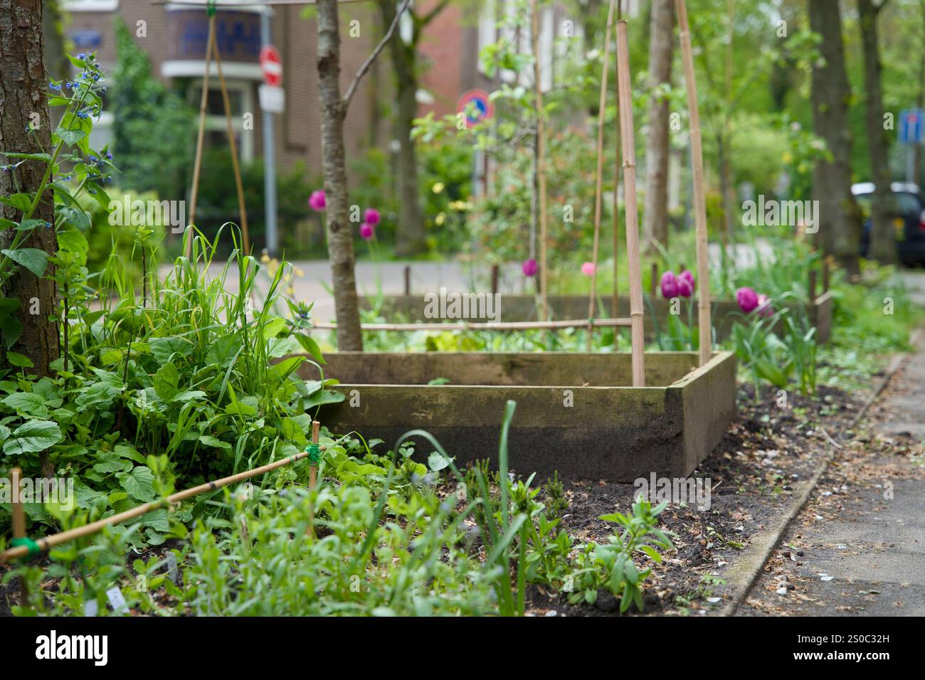 Tree pit garden for urban greening and climate adaptation. Small garden ...