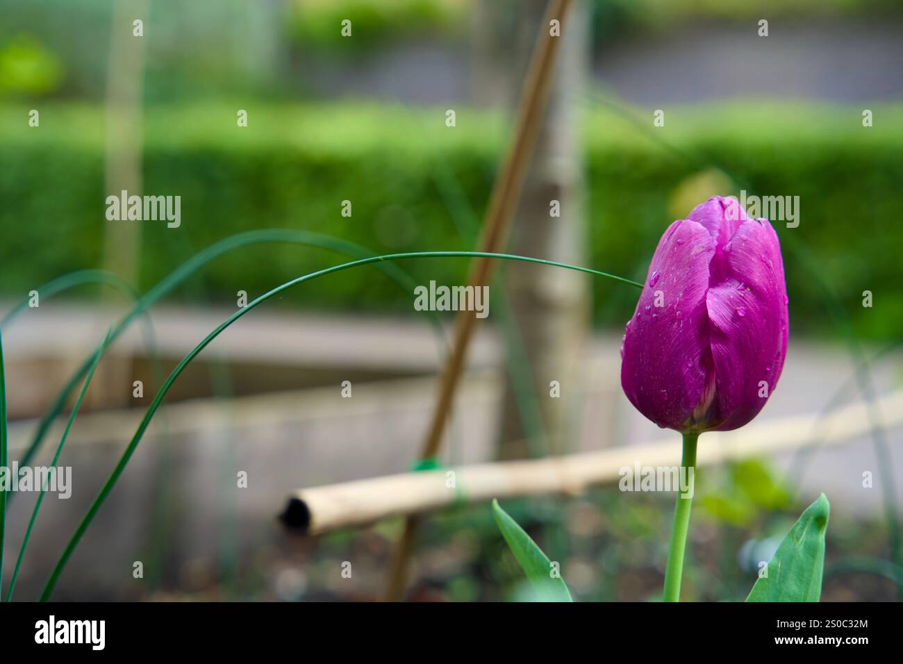 Tree pit garden for urban greening and climate adaptation. Small garden ...