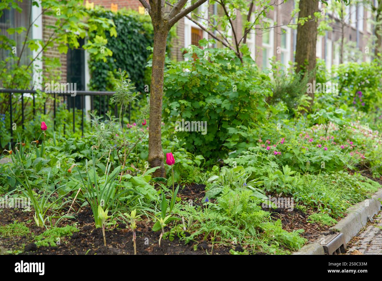 Tree pit garden for urban greening and climate adaptation. Small garden ...