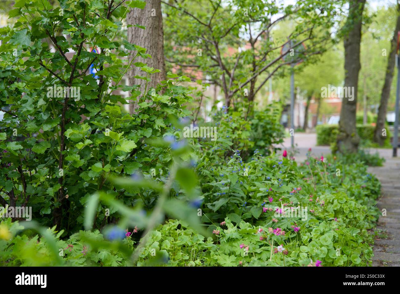 Tree pit garden for urban greening and climate adaptation. Small garden ...