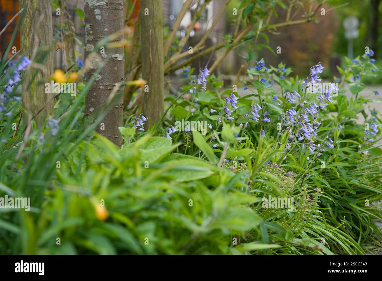 Tree pit garden for urban greening and climate adaptation. Small garden ...