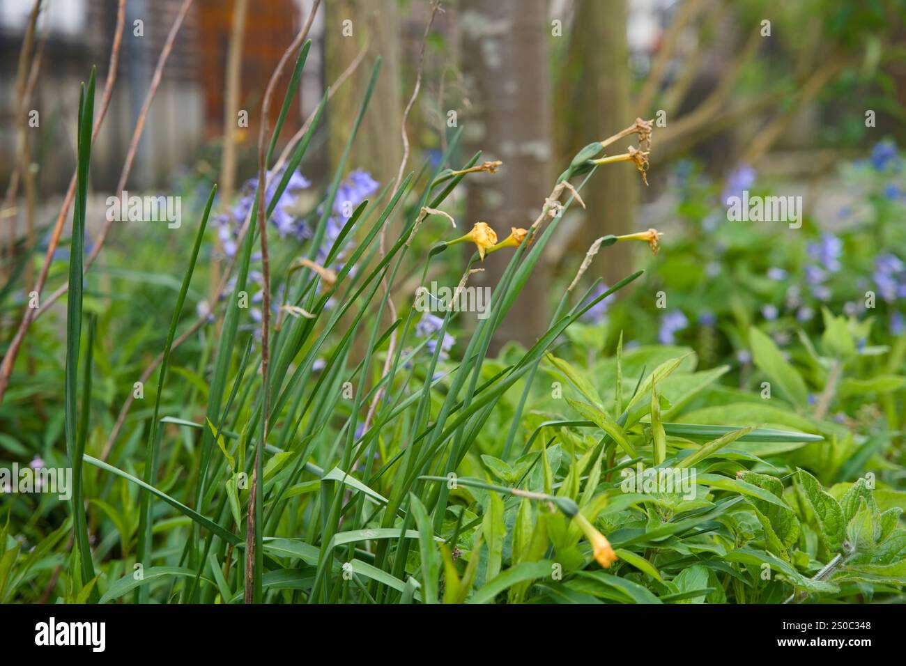 Tree pit garden for urban greening and climate adaptation. Small garden ...