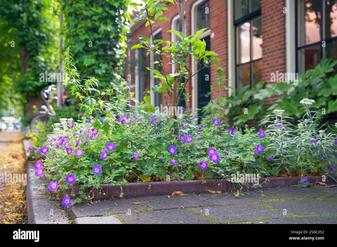 Tree pit garden for urban greening and climate adaptation. Small garden ...