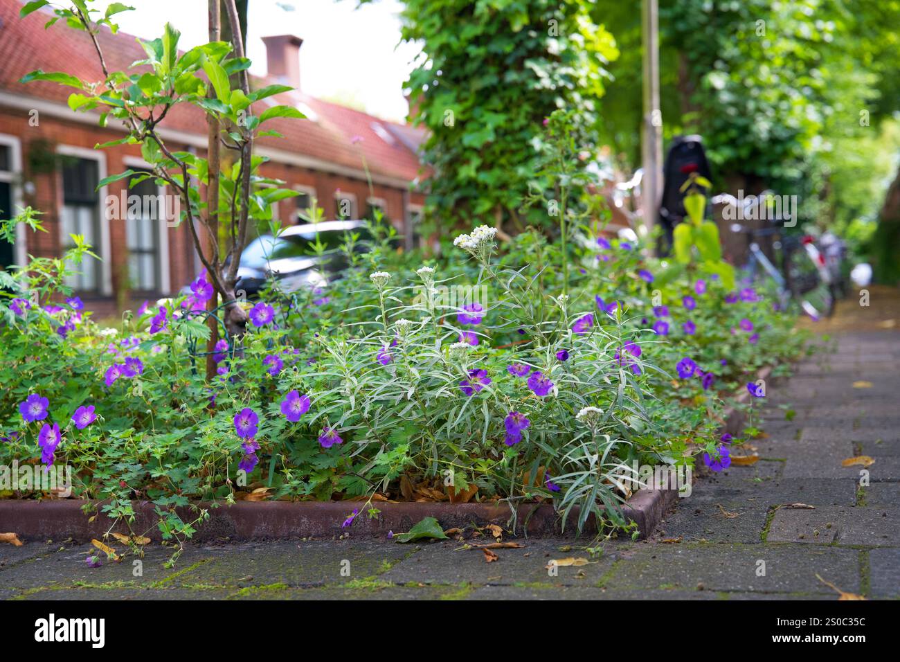 Tree pit garden for urban greening and climate adaptation. Small garden ...