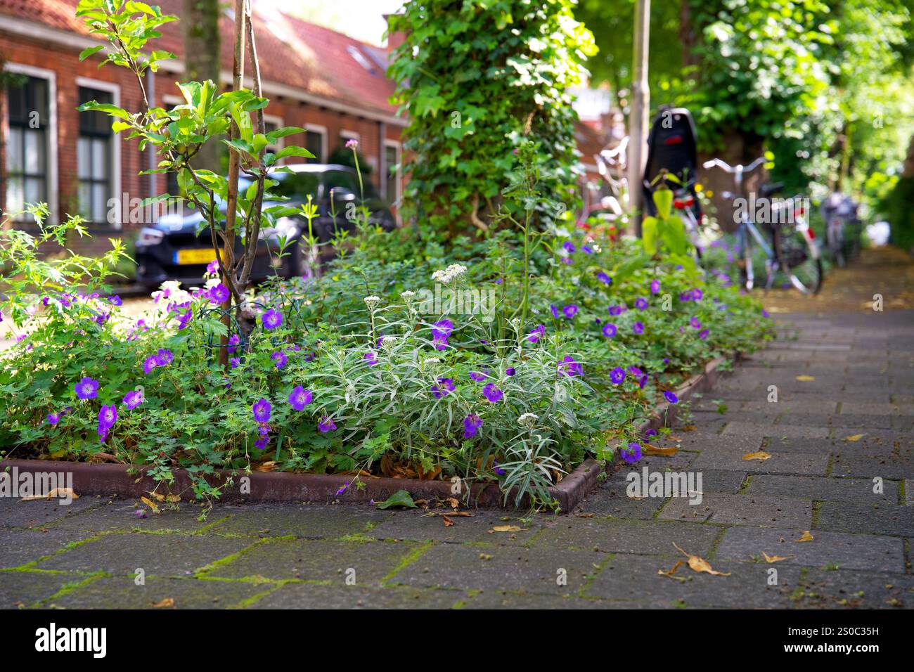 Tree pit garden for urban greening and climate adaptation. Small garden ...